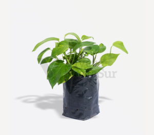 Planta Boa verde - Vivero Norte Sur